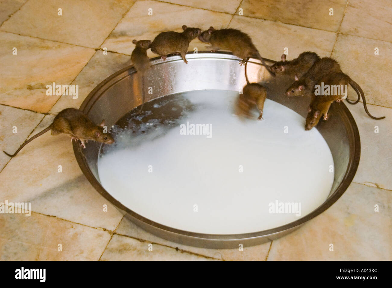 Horizontal close up of rats drinking milk from a bowl at the Karni Mata ...