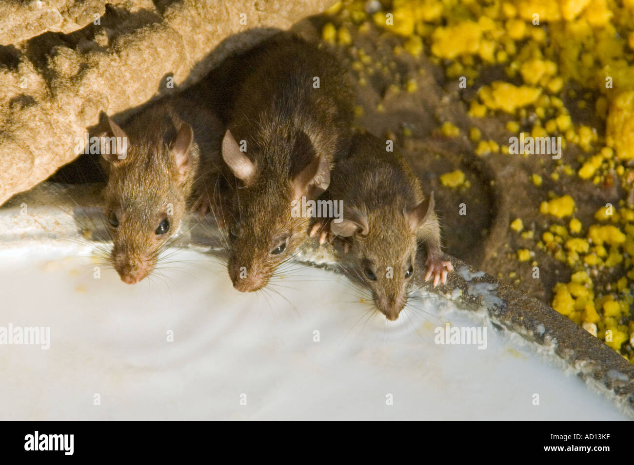 Horizontal close up of 3 rats drinking milk from a bowl at the Karni ...