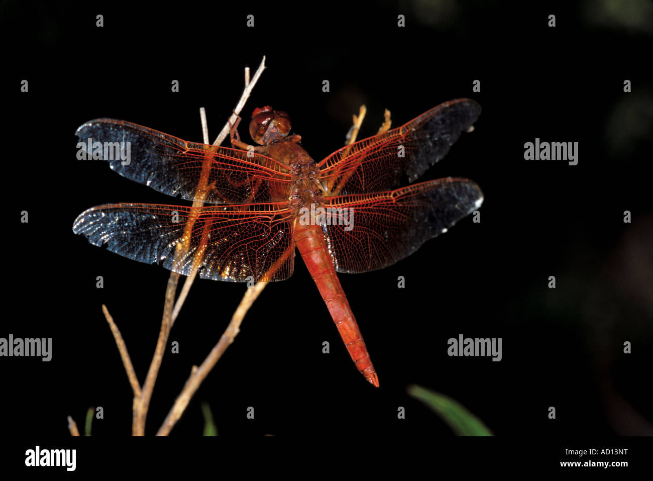 Flame Skimmer Libellula saturata Stock Photo - Alamy