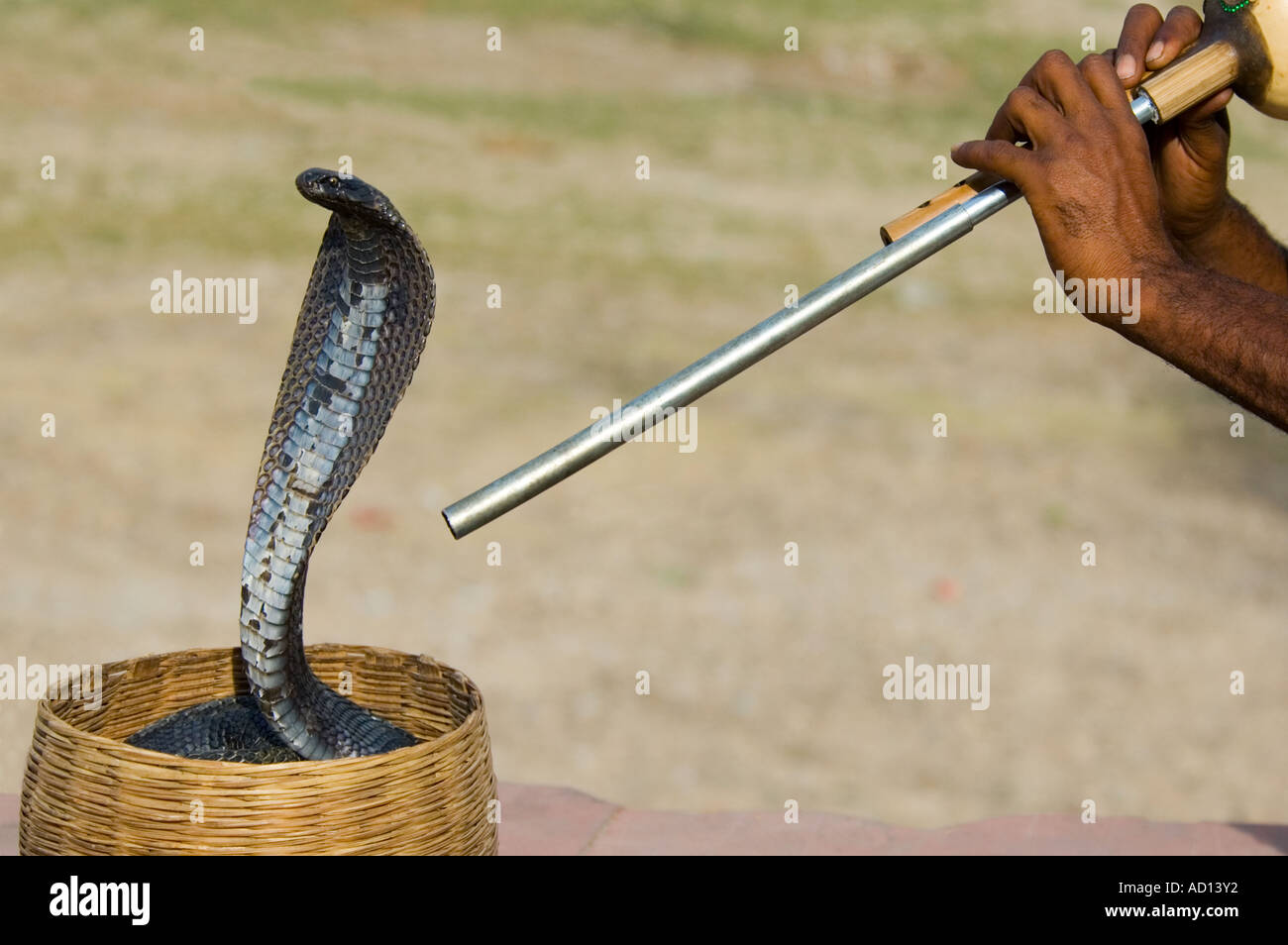 Horizontal close up of a snake charmer performing with his hooded ...