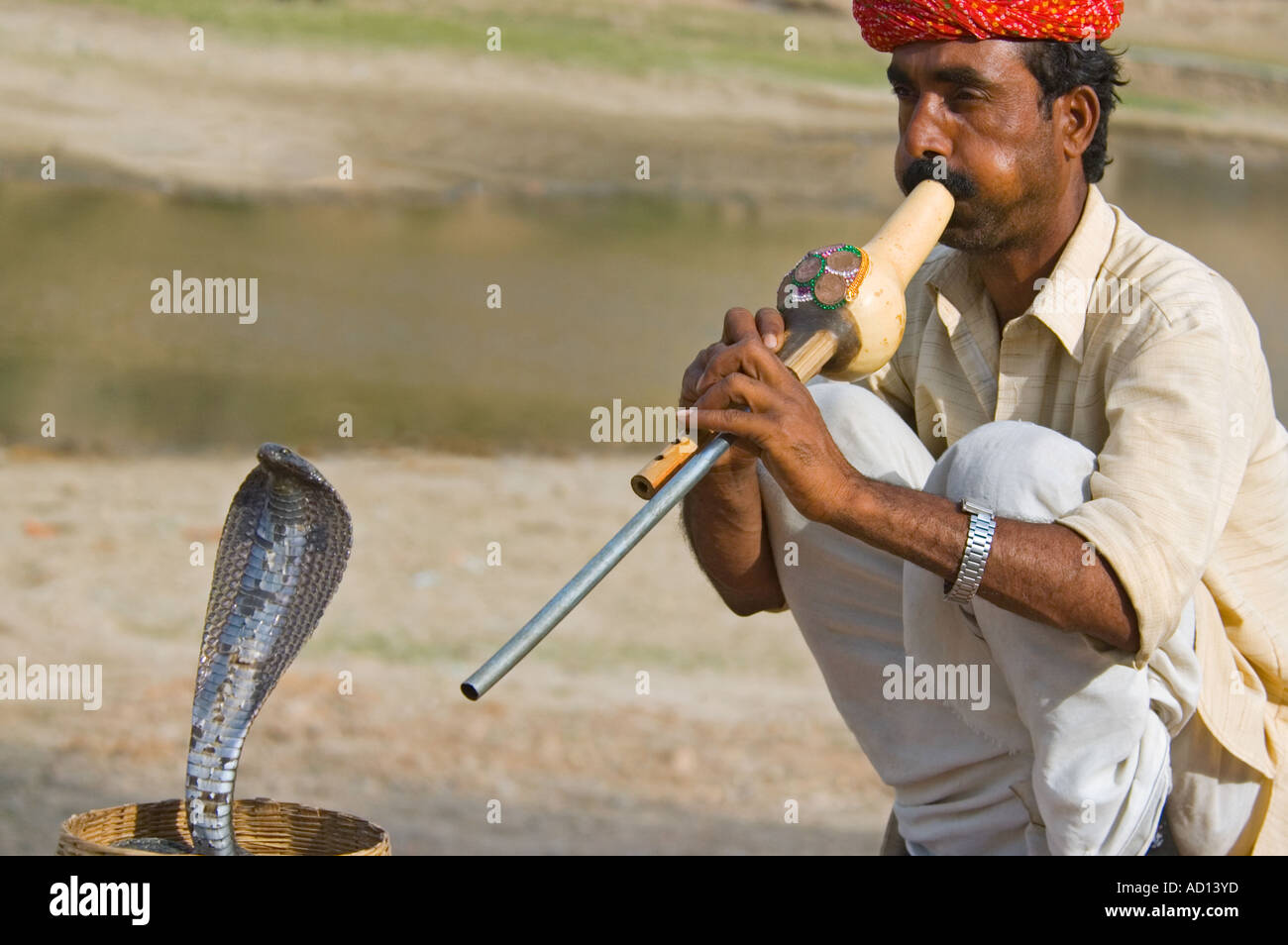 Horizontal close up of a snake charmer performing with his hooded ...