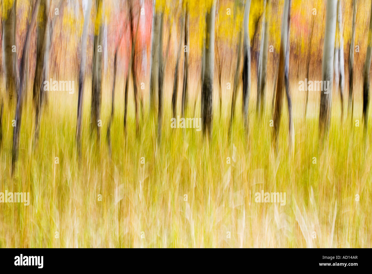 Panned, motion blur of a grove of birch in fall color, Grand Tetons ...