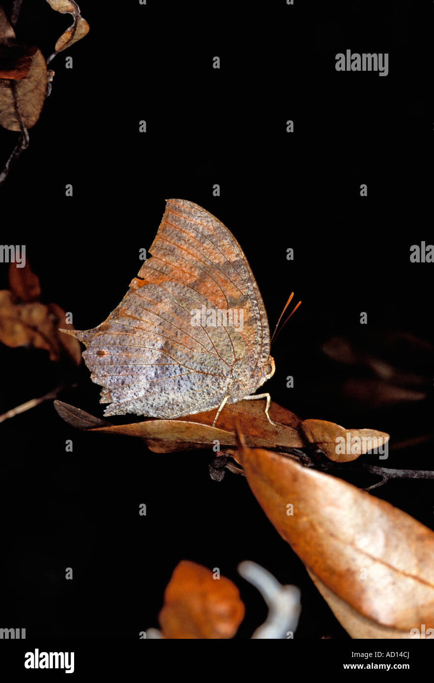 Florida Leafwing Anaea floridalis Long Pine Key Everglades National ...