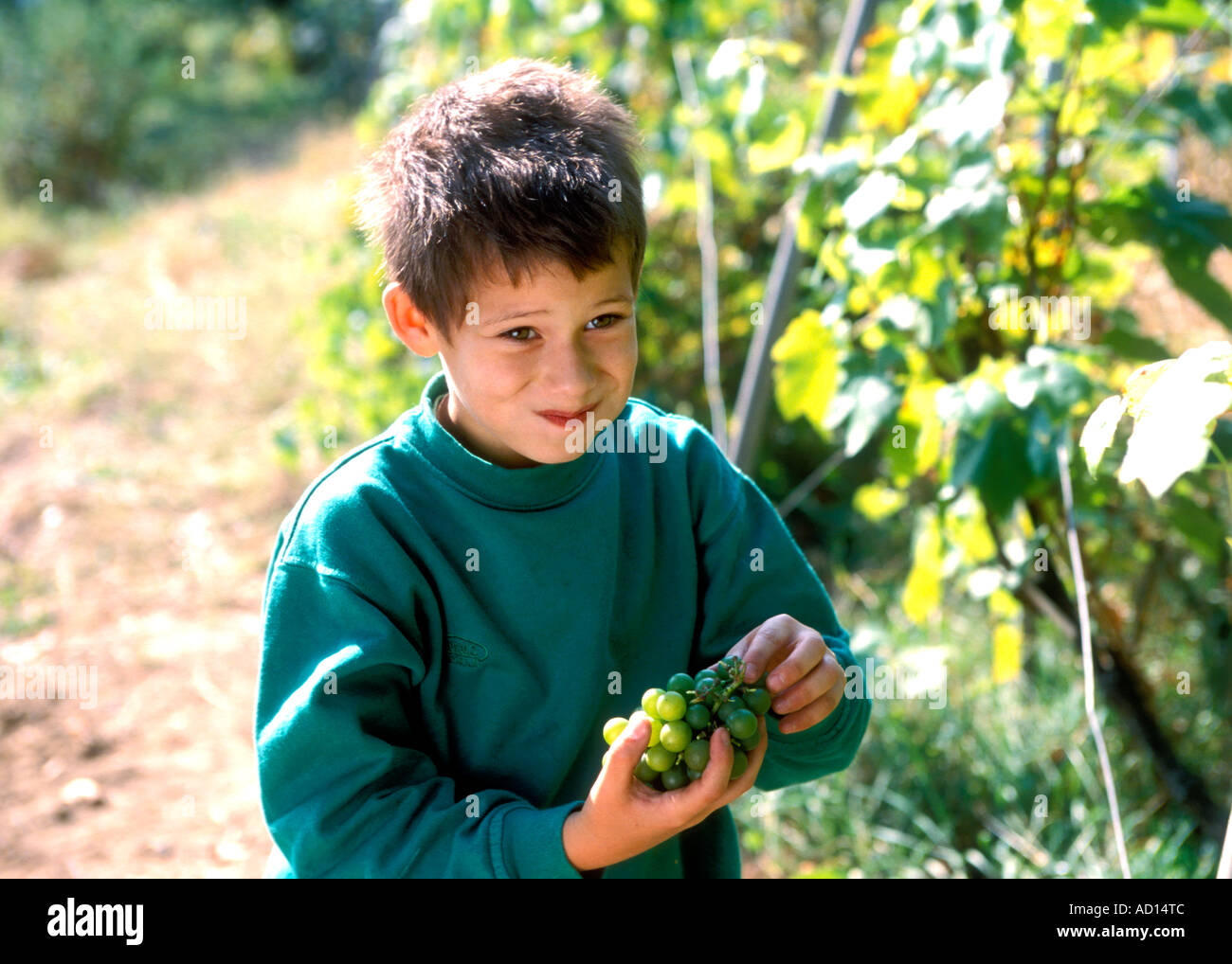 Boy eating grapes Stock Photo - Alamy