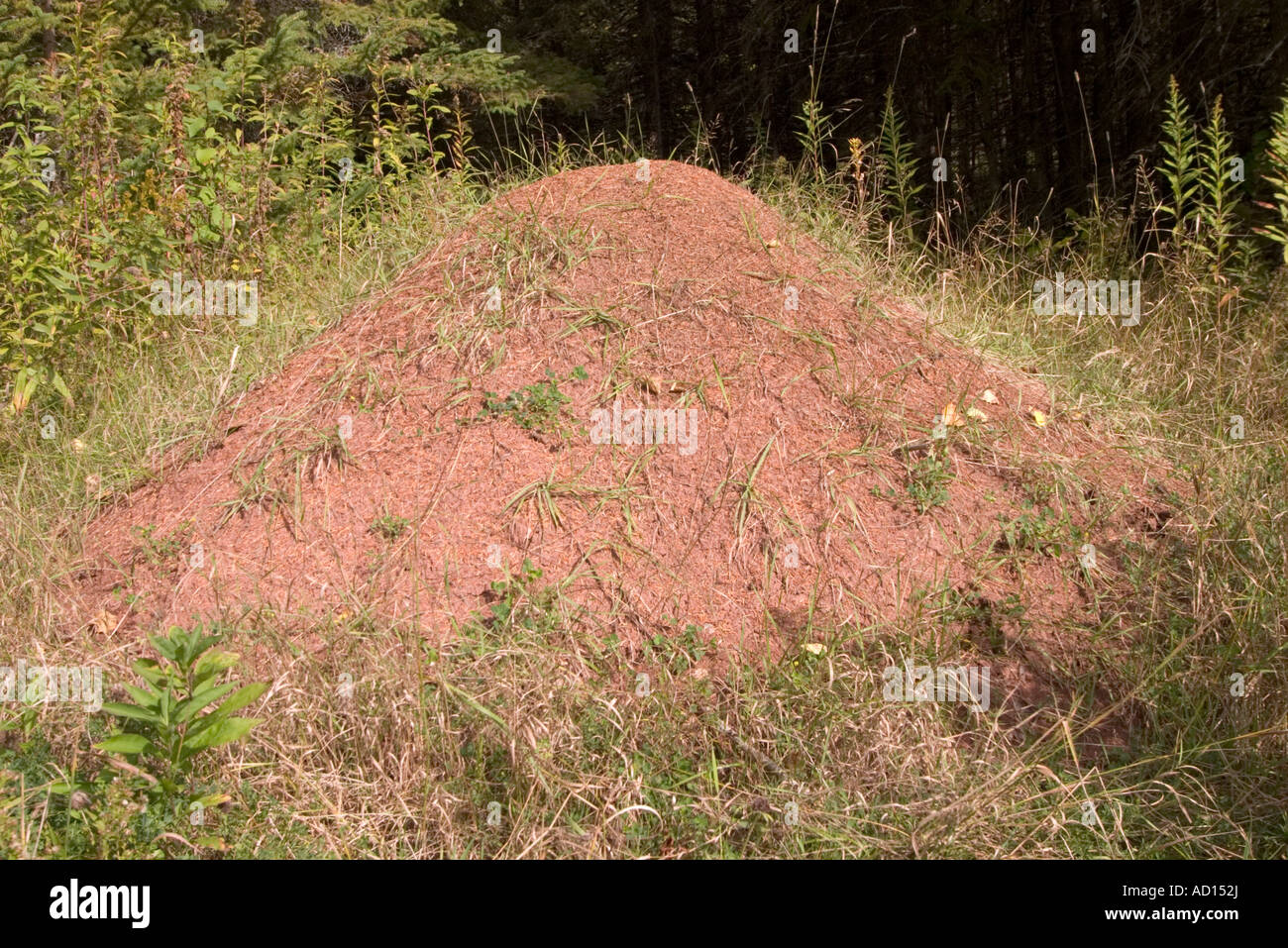 Wood or Formica Ant Formica sp Jay Cook State Park Minnesota USA 29 ...