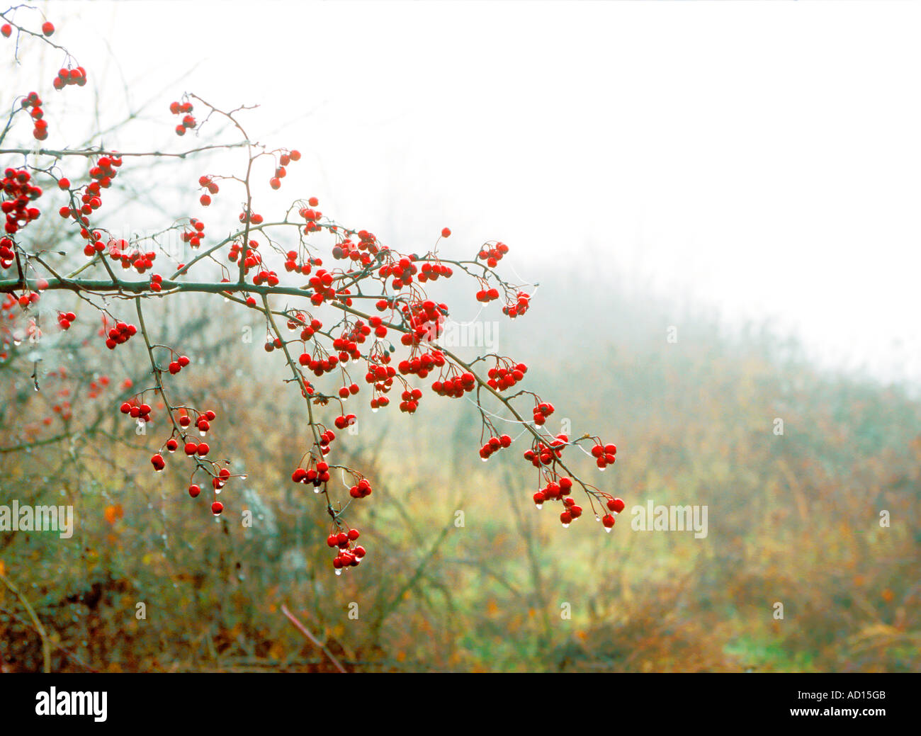 frozen wild berries first frost Stock Photo - Alamy