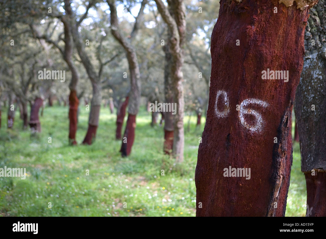 Sardinian cork hi-res stock photography and images - Alamy
