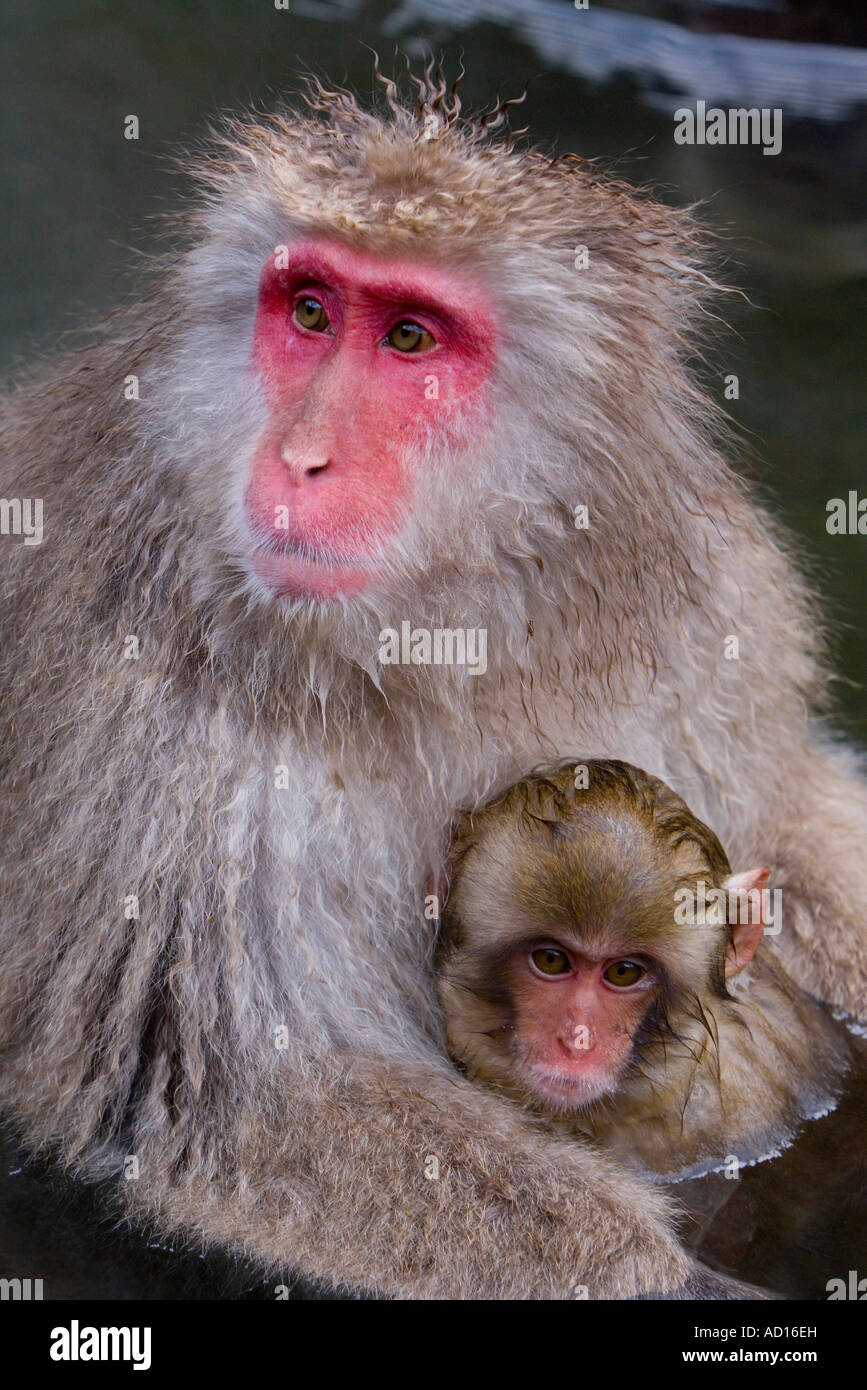 Japanese Macaque Monkey, Jigokudani Nature Reserve, Chubu, Japan Stock ...