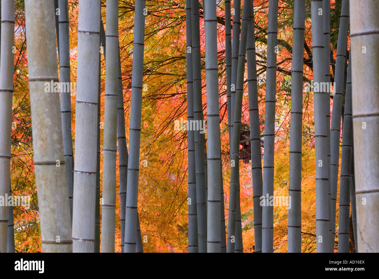 The maples hi-res stock photography and images - Alamy