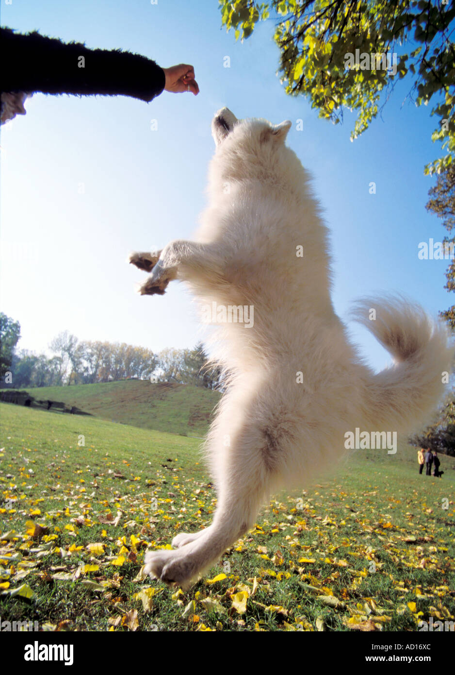 White dog jumping for prize Stock Photo - Alamy