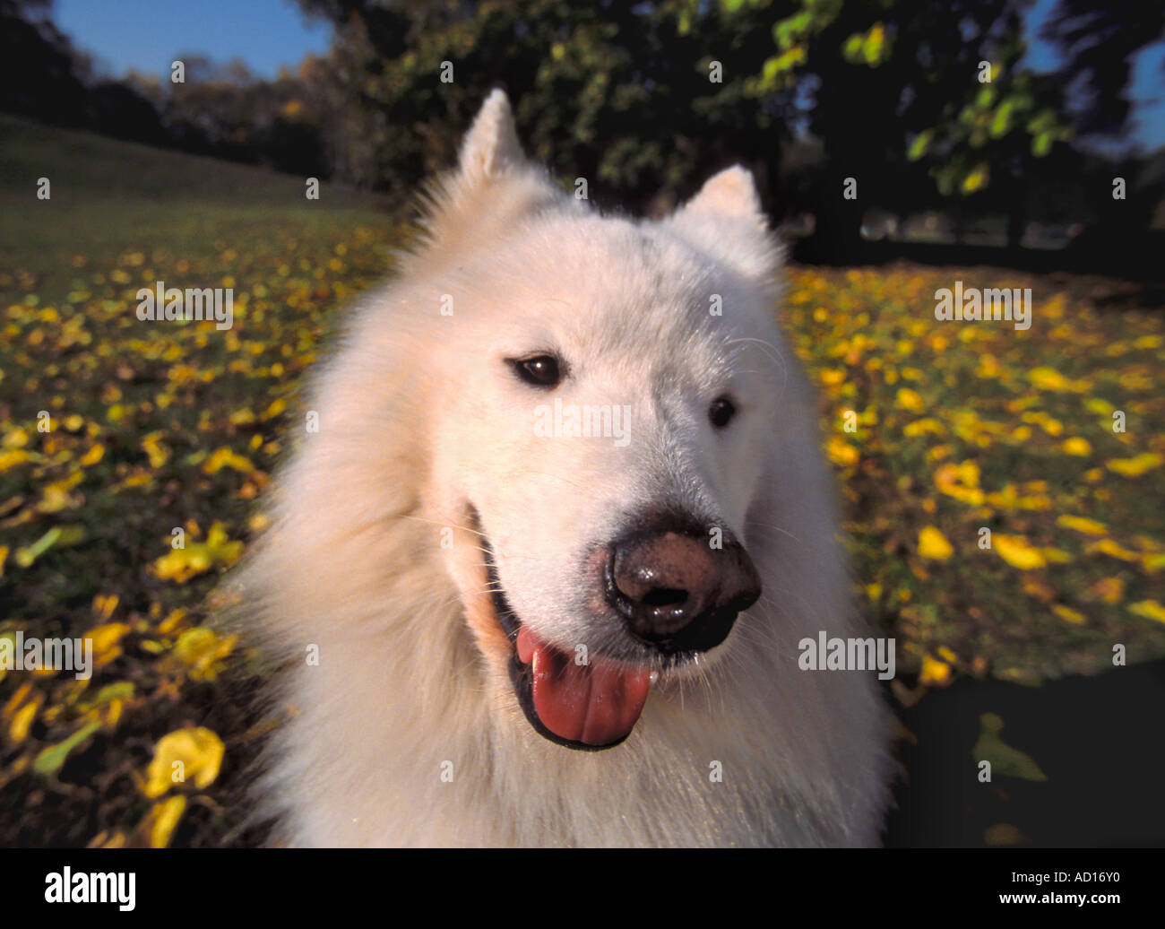 white dog portrait Stock Photo - Alamy