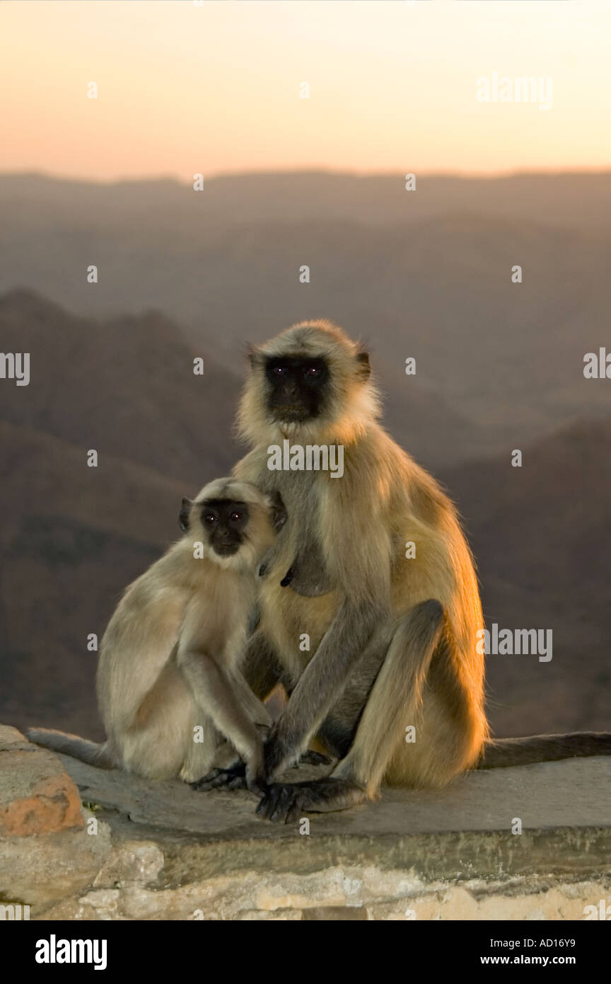 Vertical close up of a mother and baby Black-footed Gray Langur ...