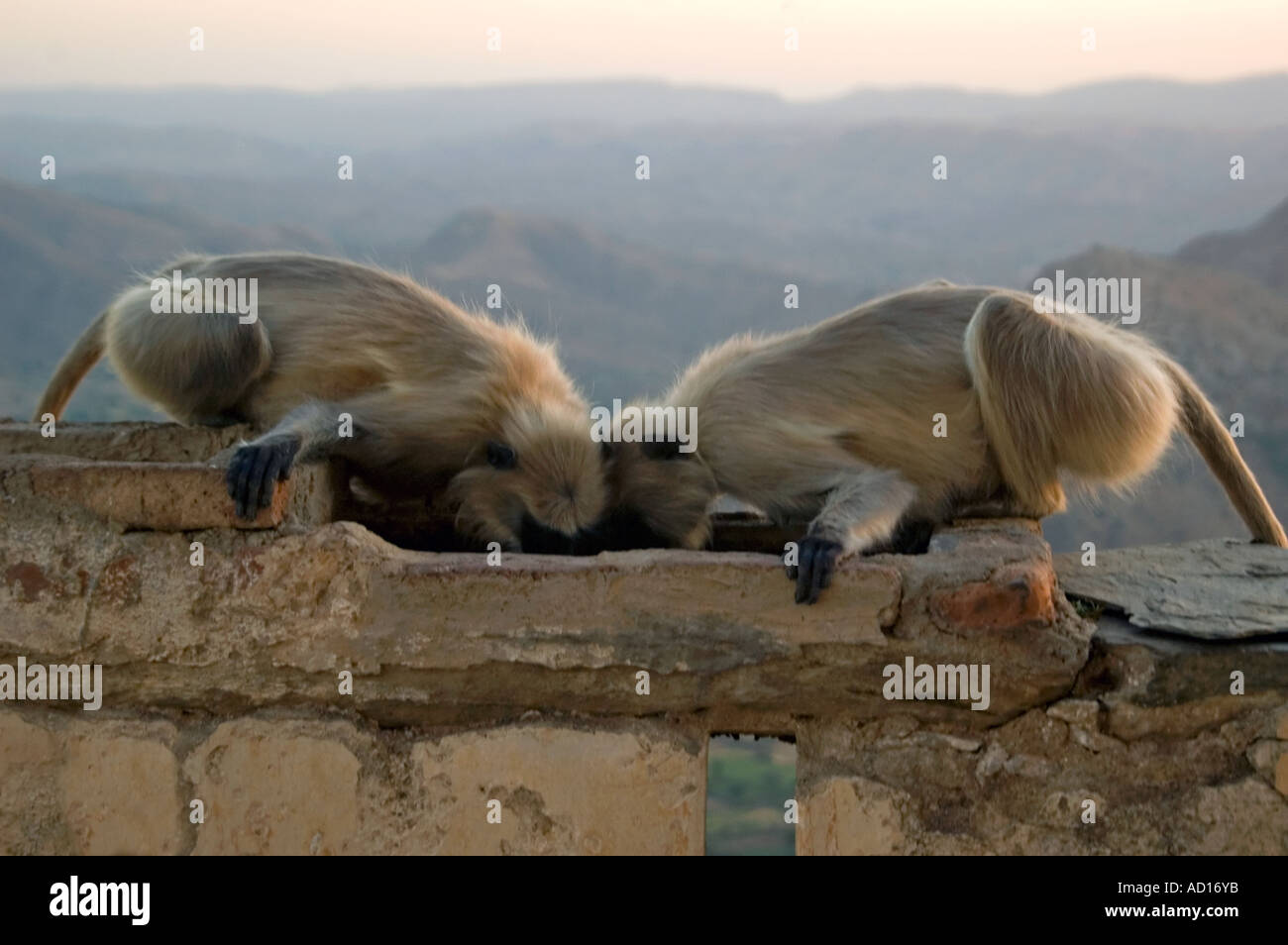 Group black faced langurs hi-res stock photography and images - Alamy