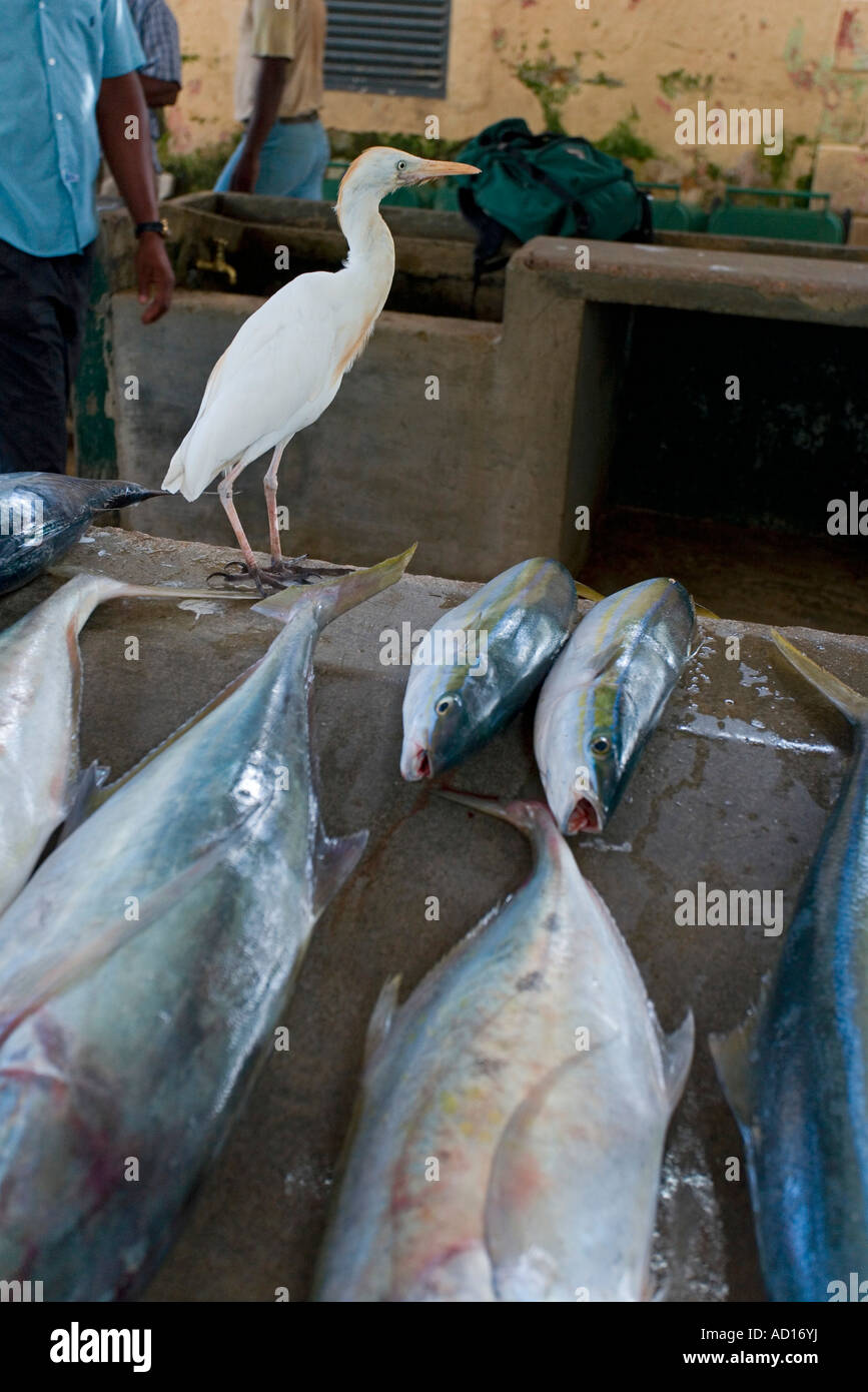 Victoria fish market mahe island hi-res stock photography and images ...