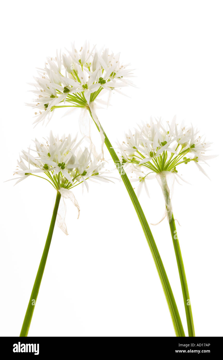 Ramsons in flower Stock Photo - Alamy
