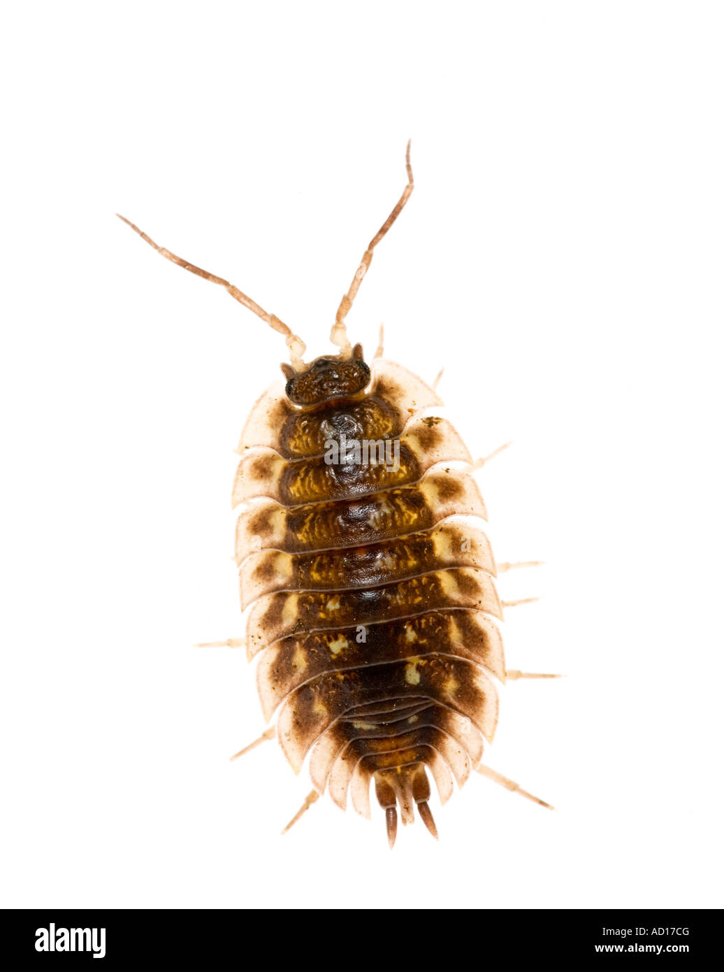 Woodlouse on white background Stock Photo - Alamy
