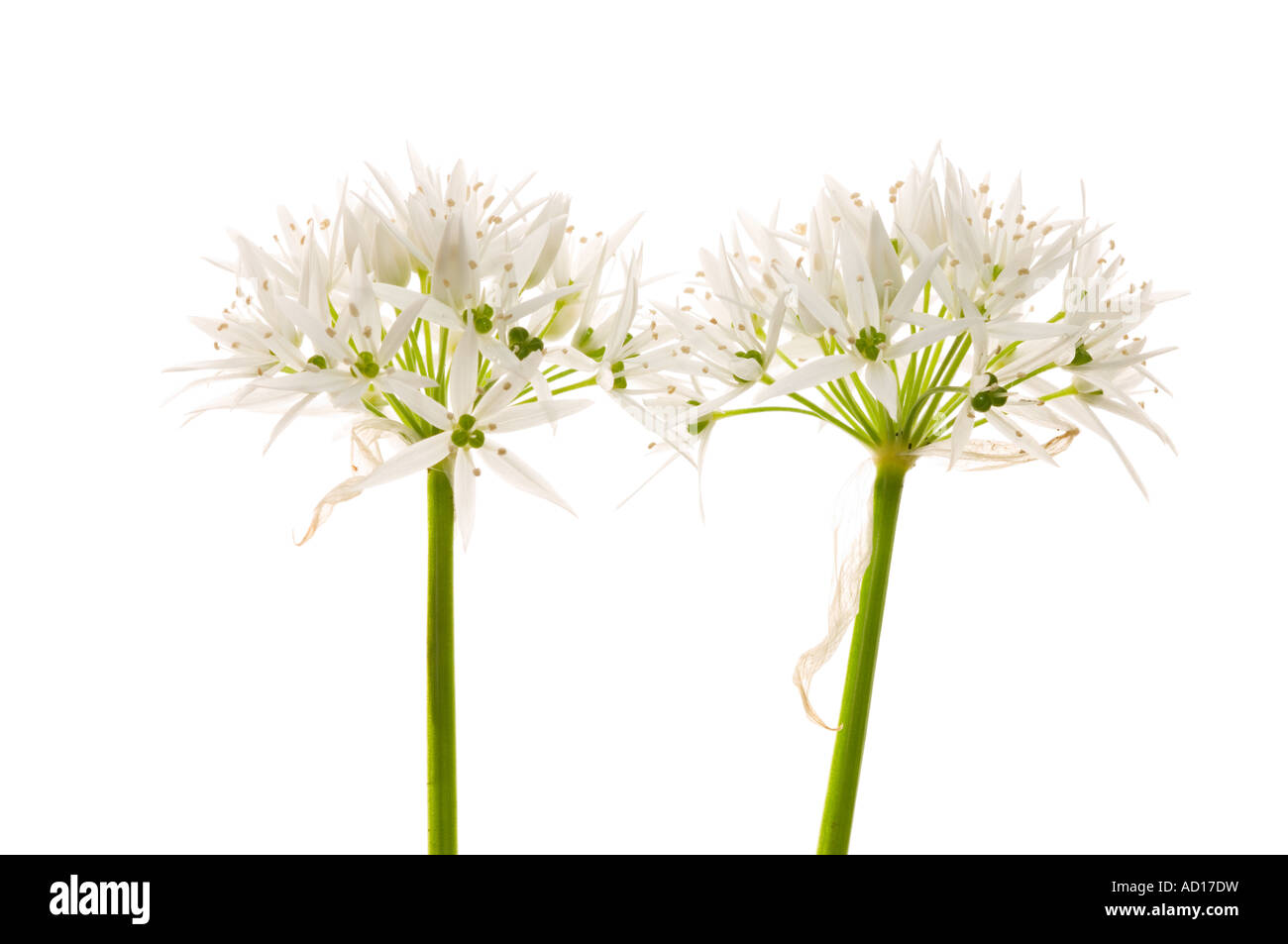 Ramsons in flower Stock Photo - Alamy