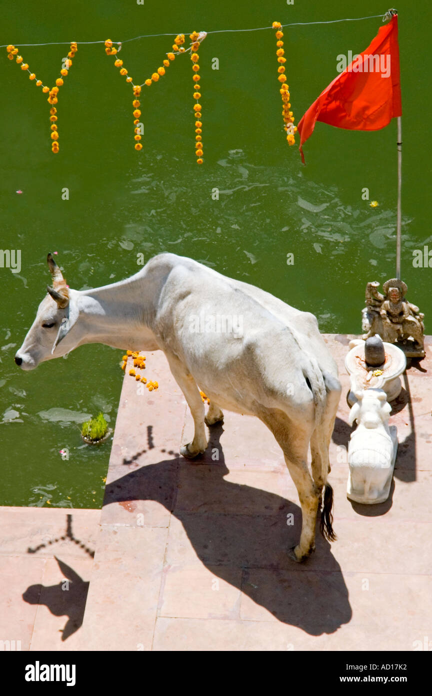 Sahiwal Cow