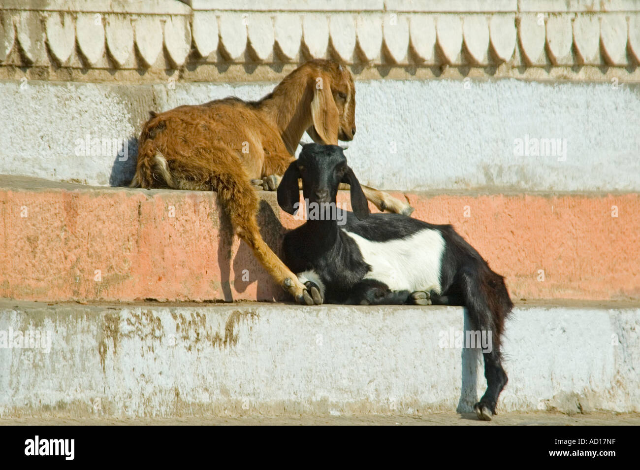 Horizontal close up of two stray goats lying together on Kedar Ghat ...