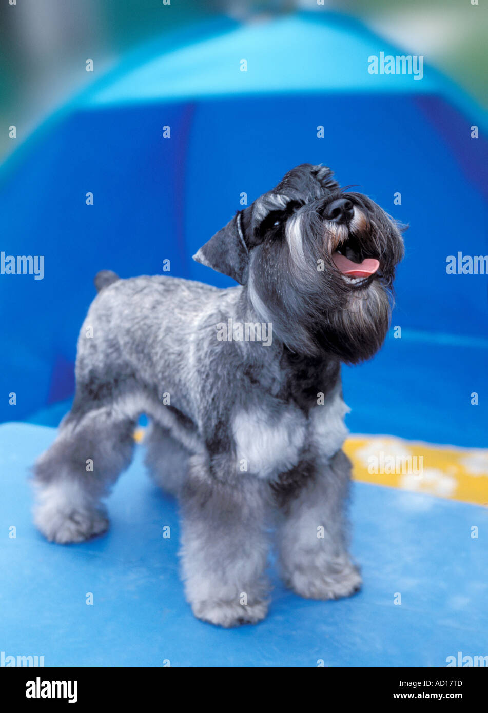 Schnauzer dog standing Stock Photo - Alamy
