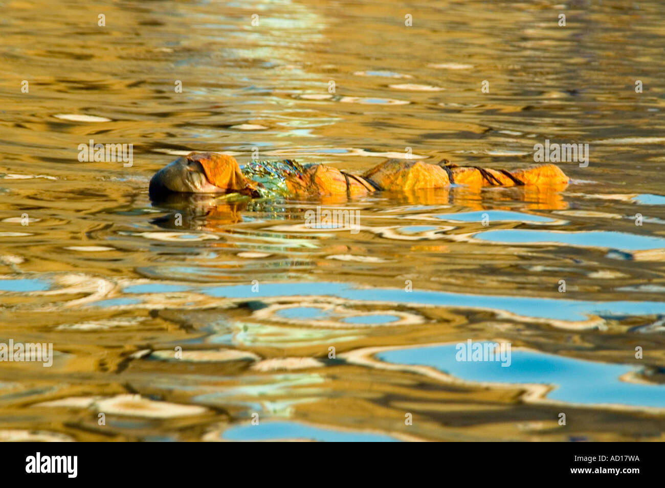 Dead body floating hi-res stock photography and images - Alamy