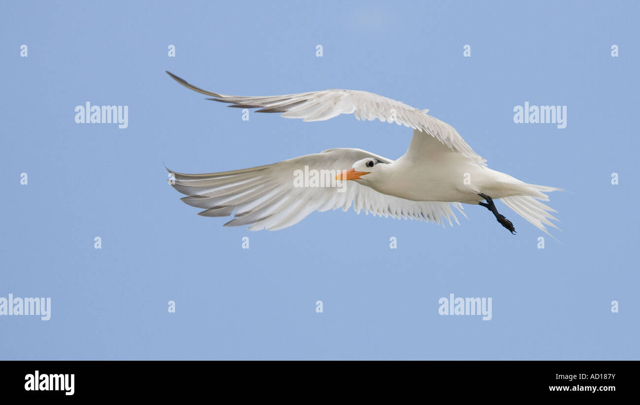 Royal Tern in flight Stock Photo - Alamy