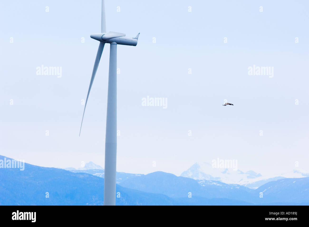 Sea eagle flying towards wind turbine tower Smøla Norway Stock Photo ...