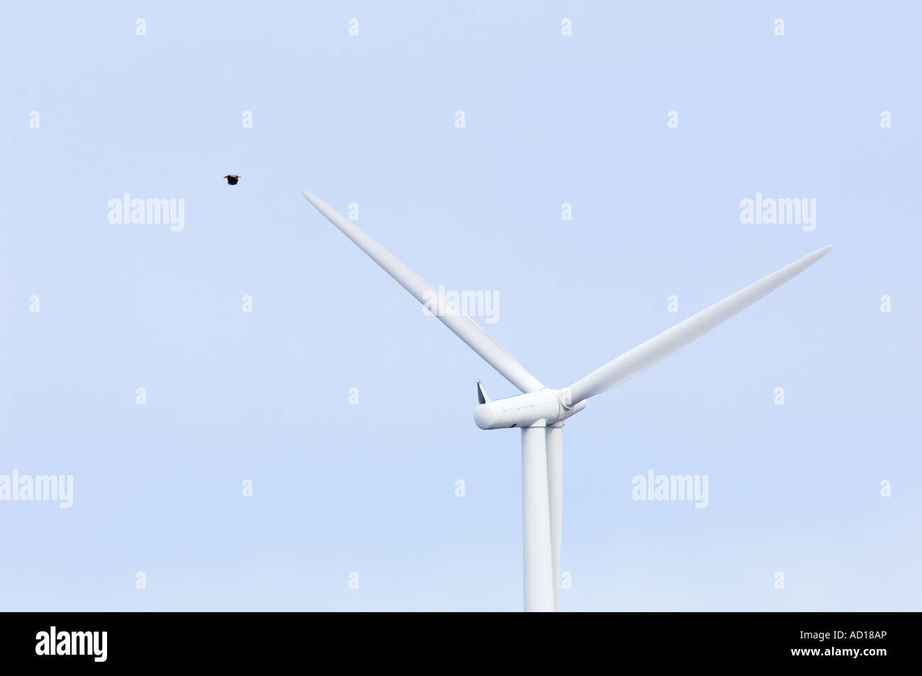 Flying Eagle Flying Towards You High Resolution Stock Photography and ...