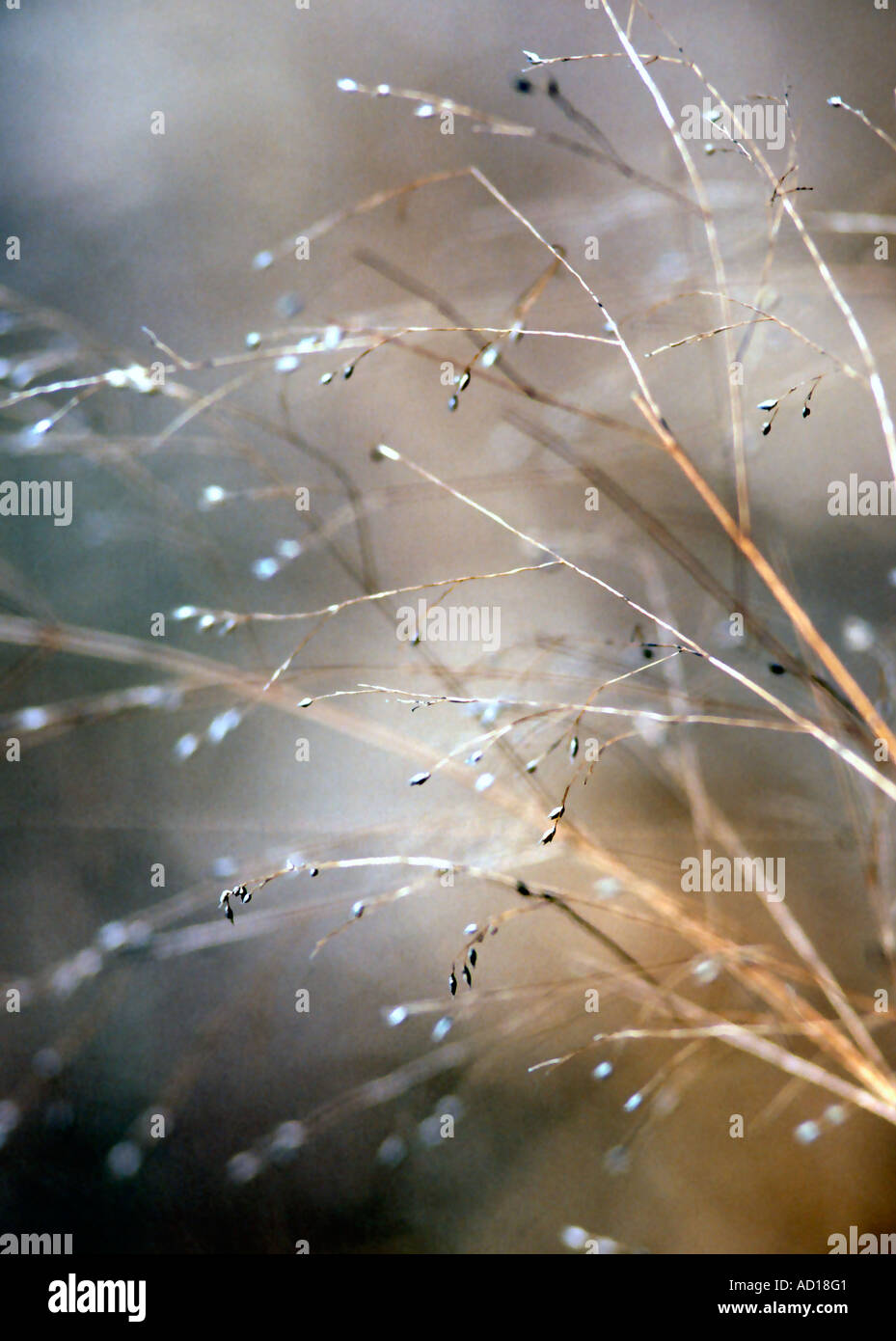Grass dry in nature hi-res stock photography and images - Alamy