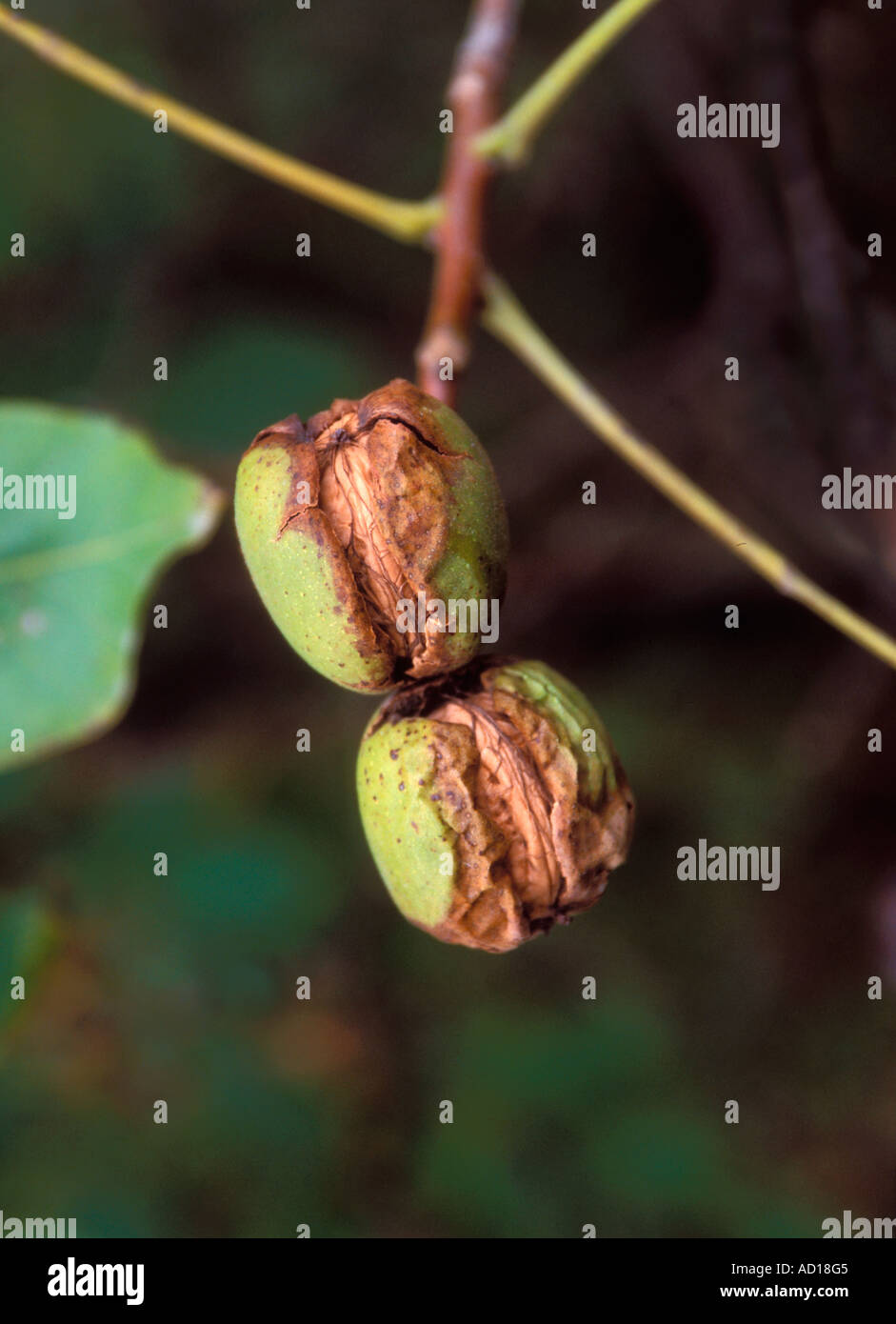 Nuts on tree Stock Photo - Alamy