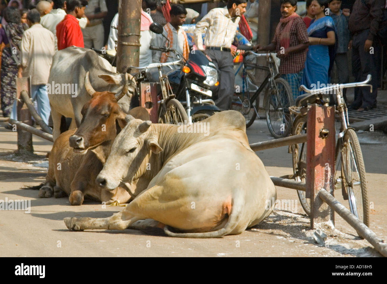 Typical scene street cow india hi-res stock photography and images - Alamy