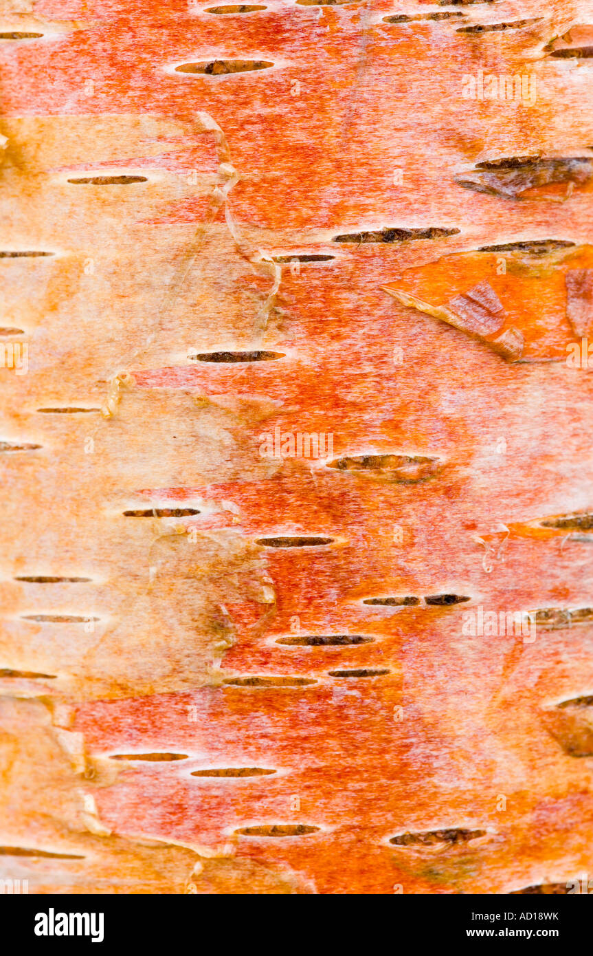 Detail of silver birch bark Stock Photo - Alamy