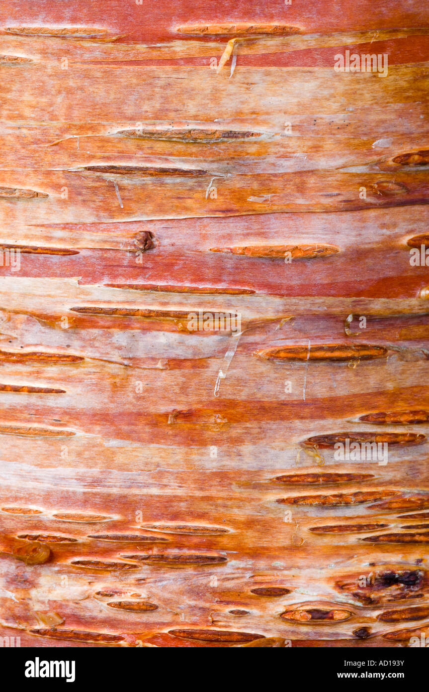 Detail of silver birch bark Stock Photo - Alamy