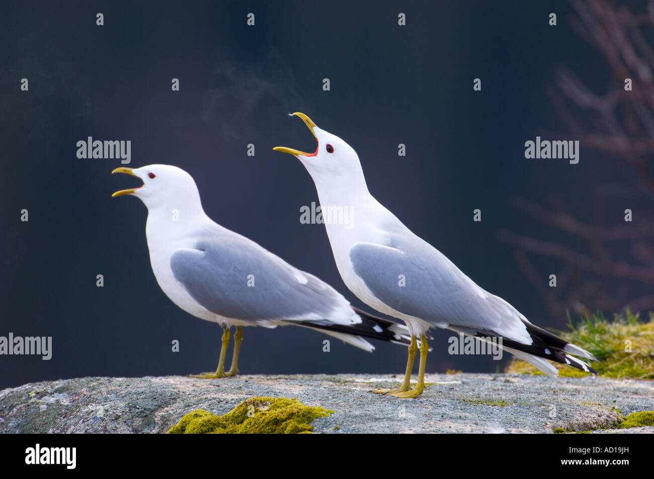 Vocalising common gulls Stock Photo - Alamy