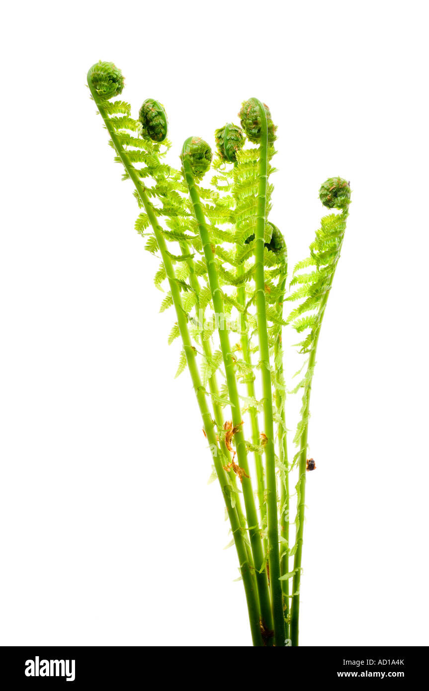 Ostrich plume fern Norway Stock Photo - Alamy