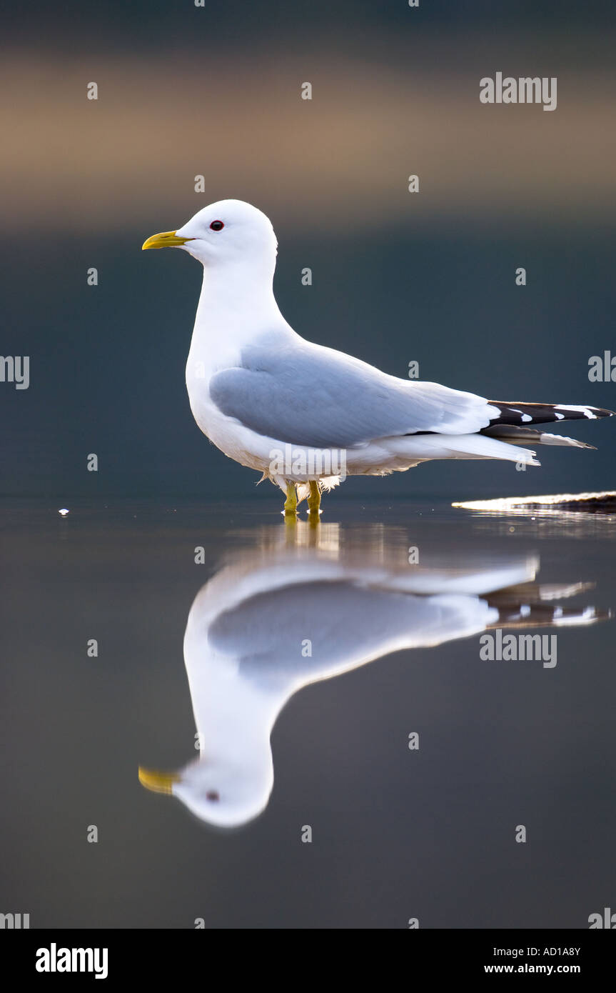 Common gull and its reflection Stock Photo - Alamy