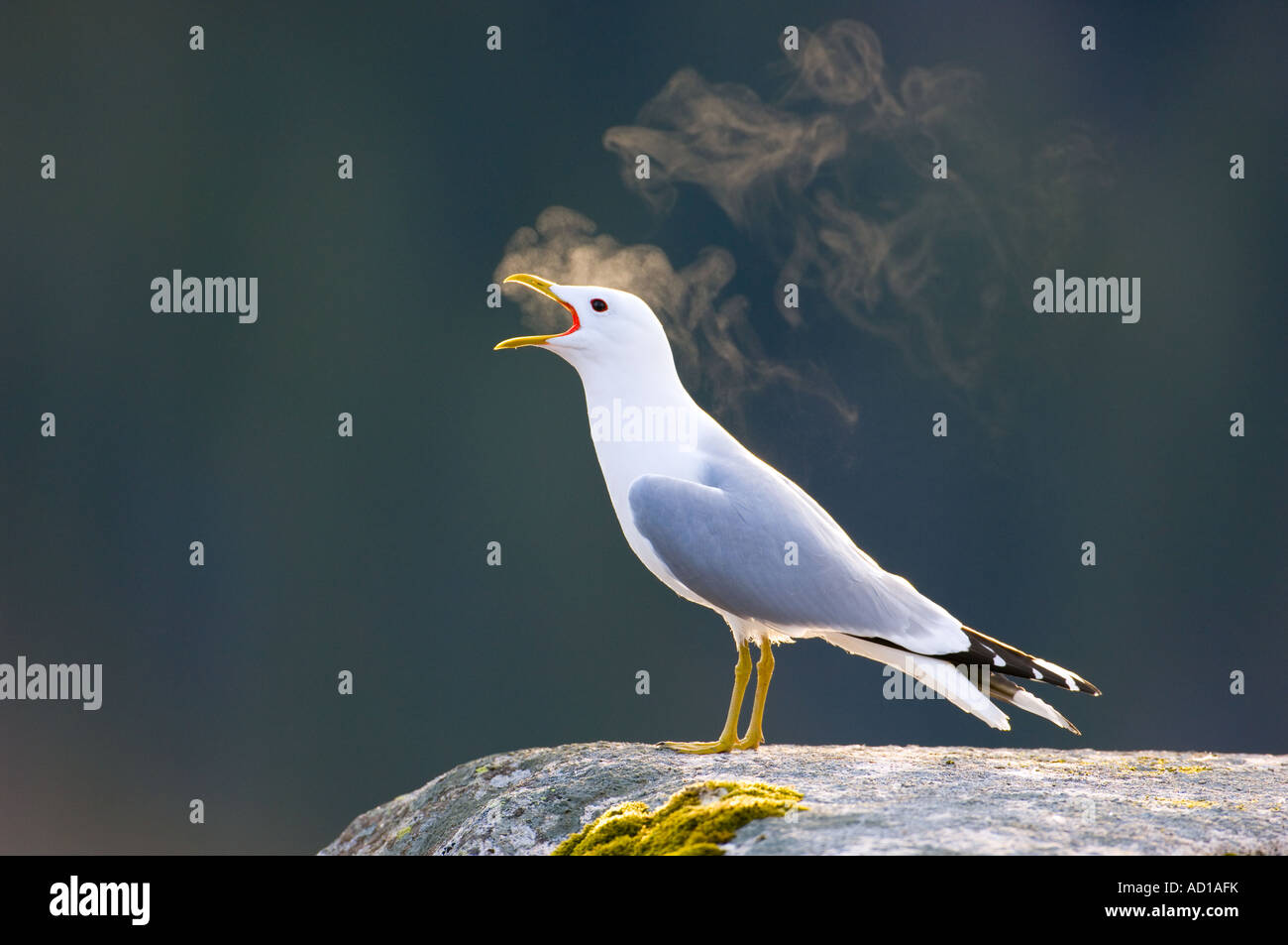 Vocalising common gull Stock Photo - Alamy