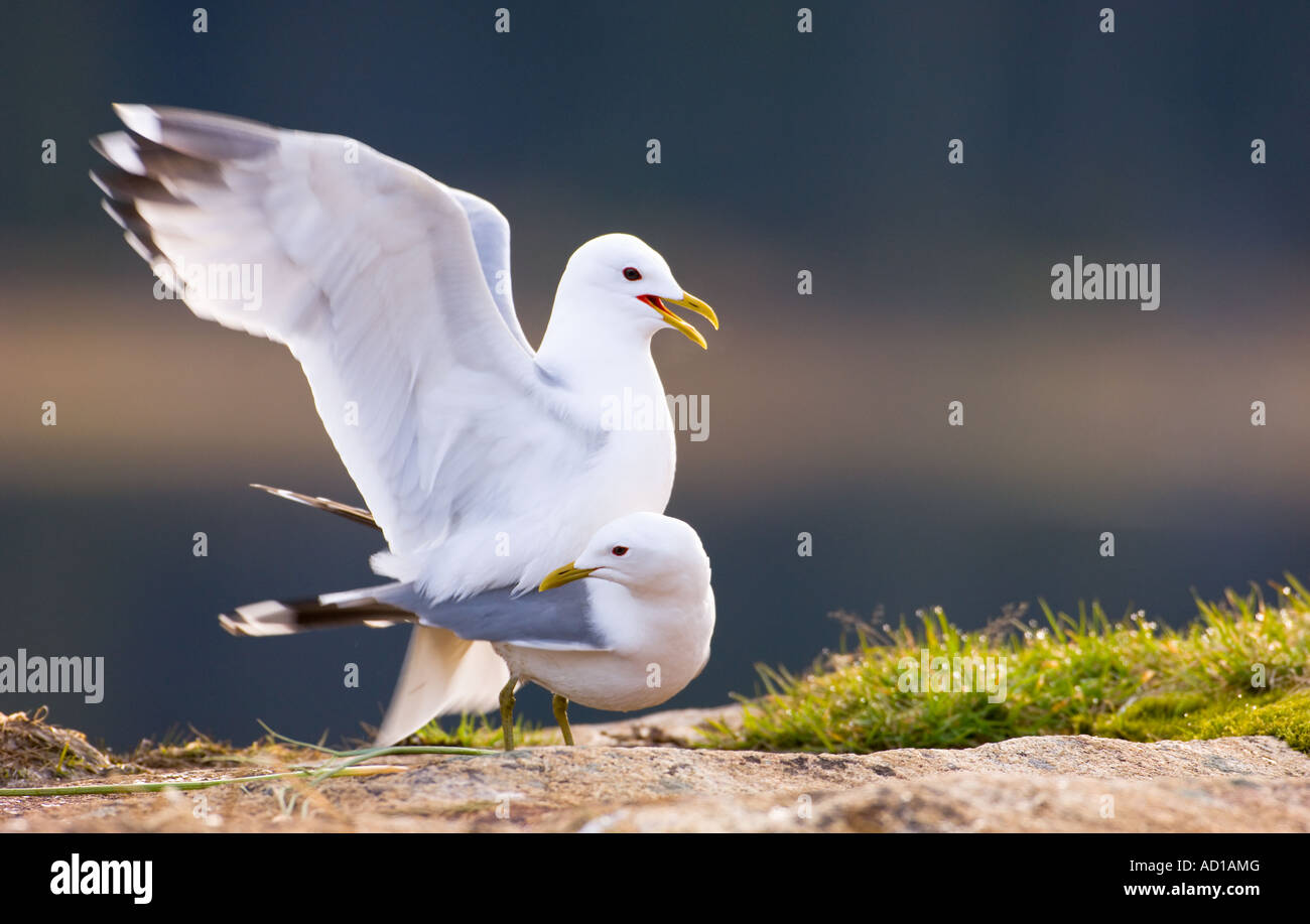 Common gulls mating Stock Photo - Alamy