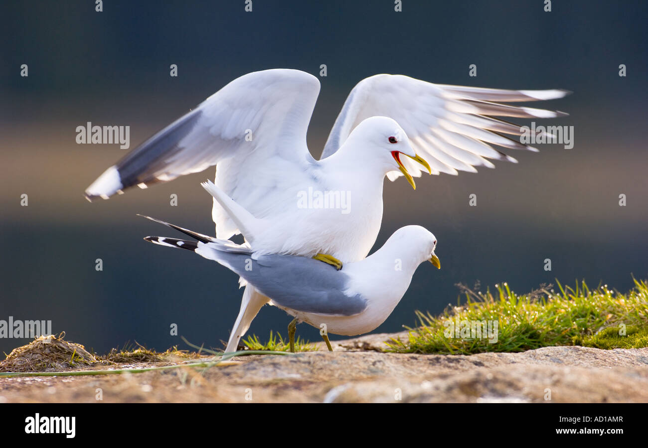 Common gulls mating Stock Photo - Alamy