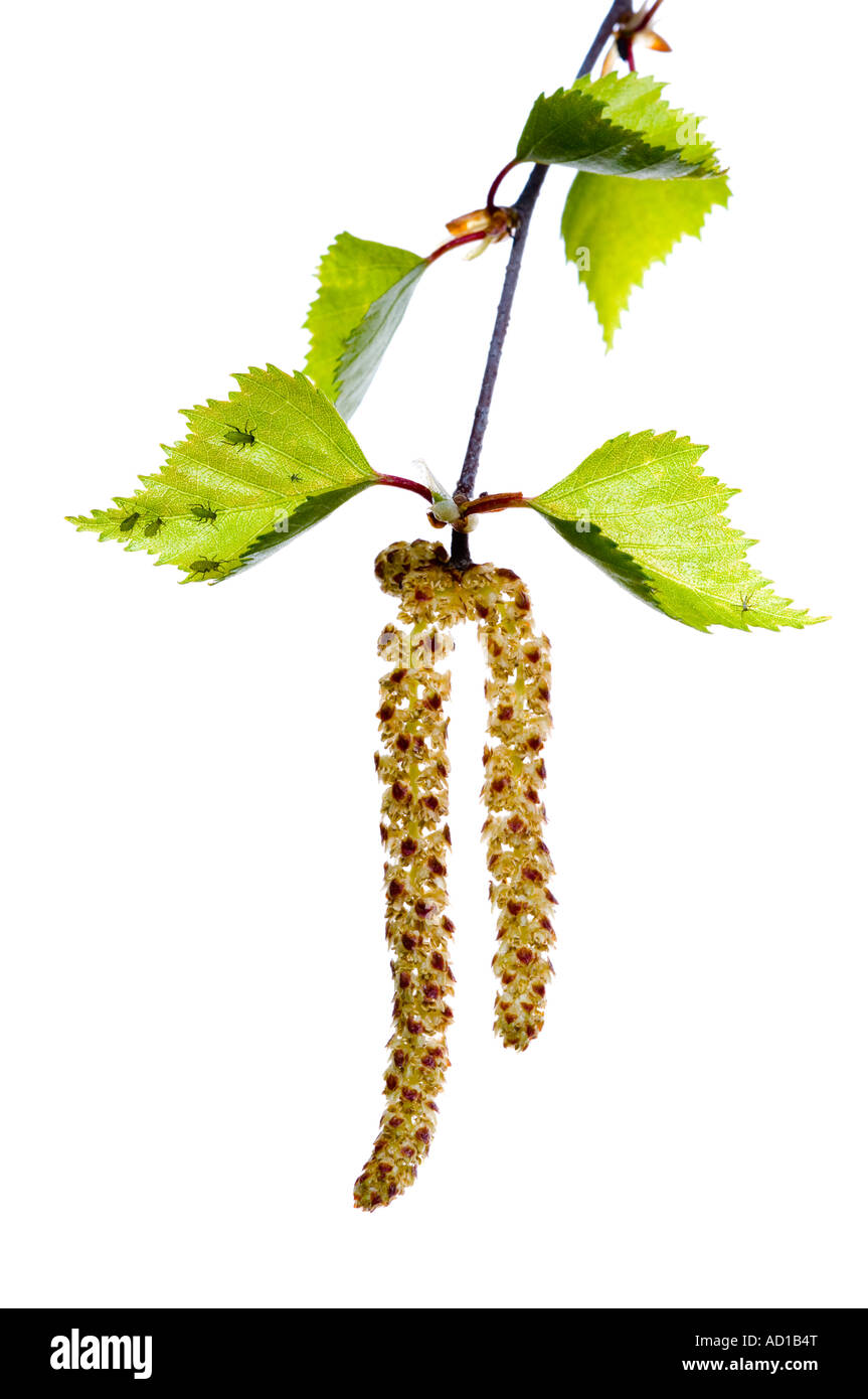 Silver birch tree catkins Cut Out Stock Images & Pictures - Alamy
