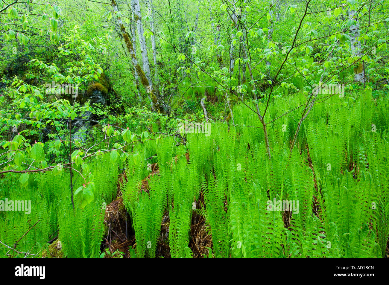 Ostrich plume fern in a Norwegian scree forest Stock Photo - Alamy