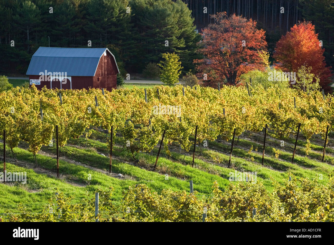 Vineyard, Mapleton, Mission Peninsula, Lake Michigan, Michigan, USA ...