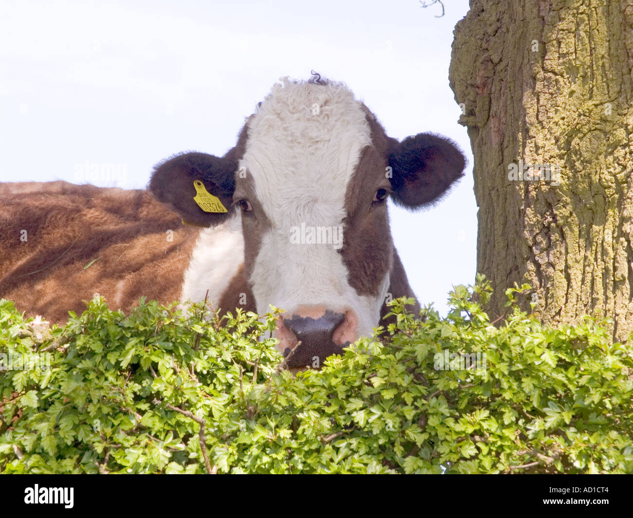 Young inquisitive Cow over a hedge Stock Photo - Alamy