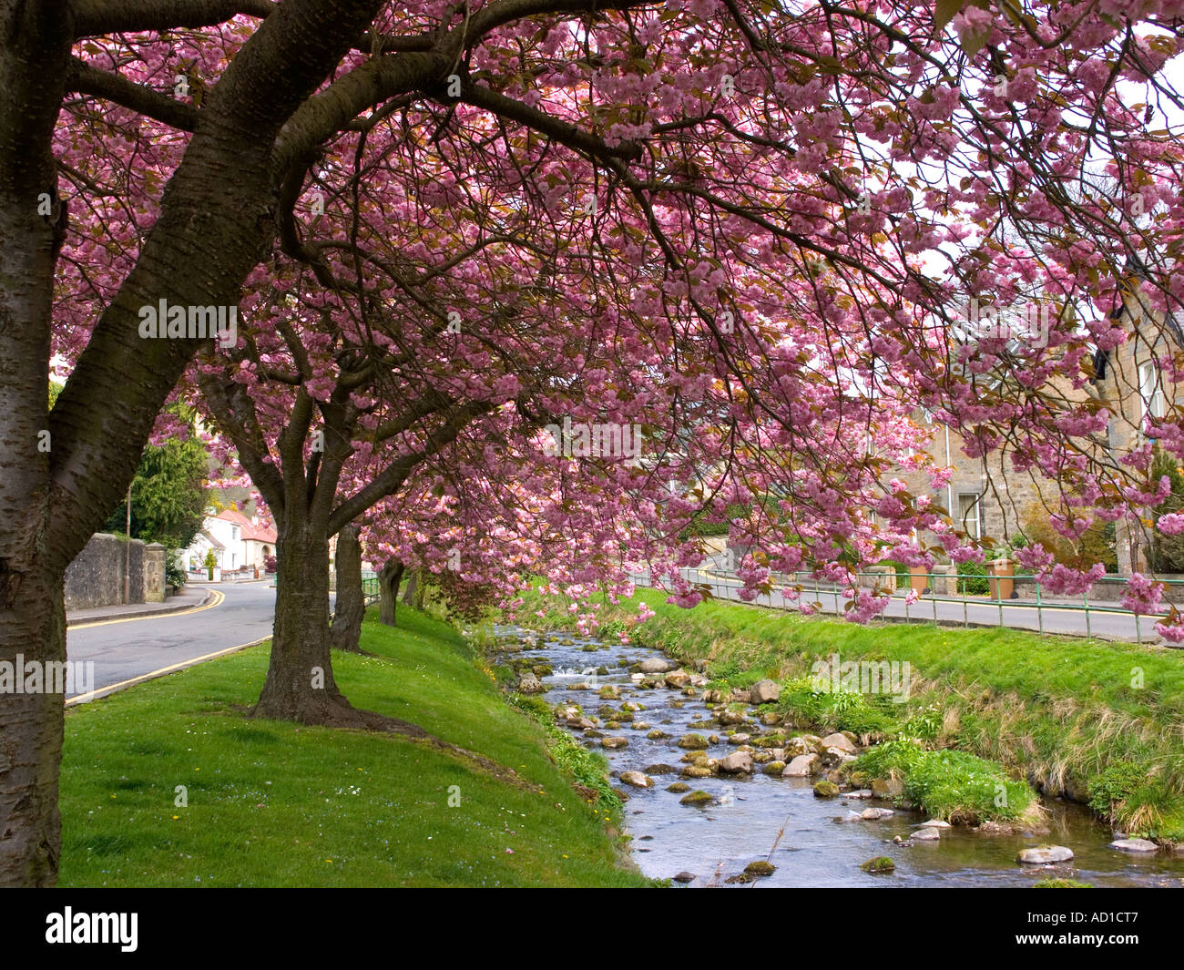 Spring blossom in Dollar Scotland Stock Photo - Alamy