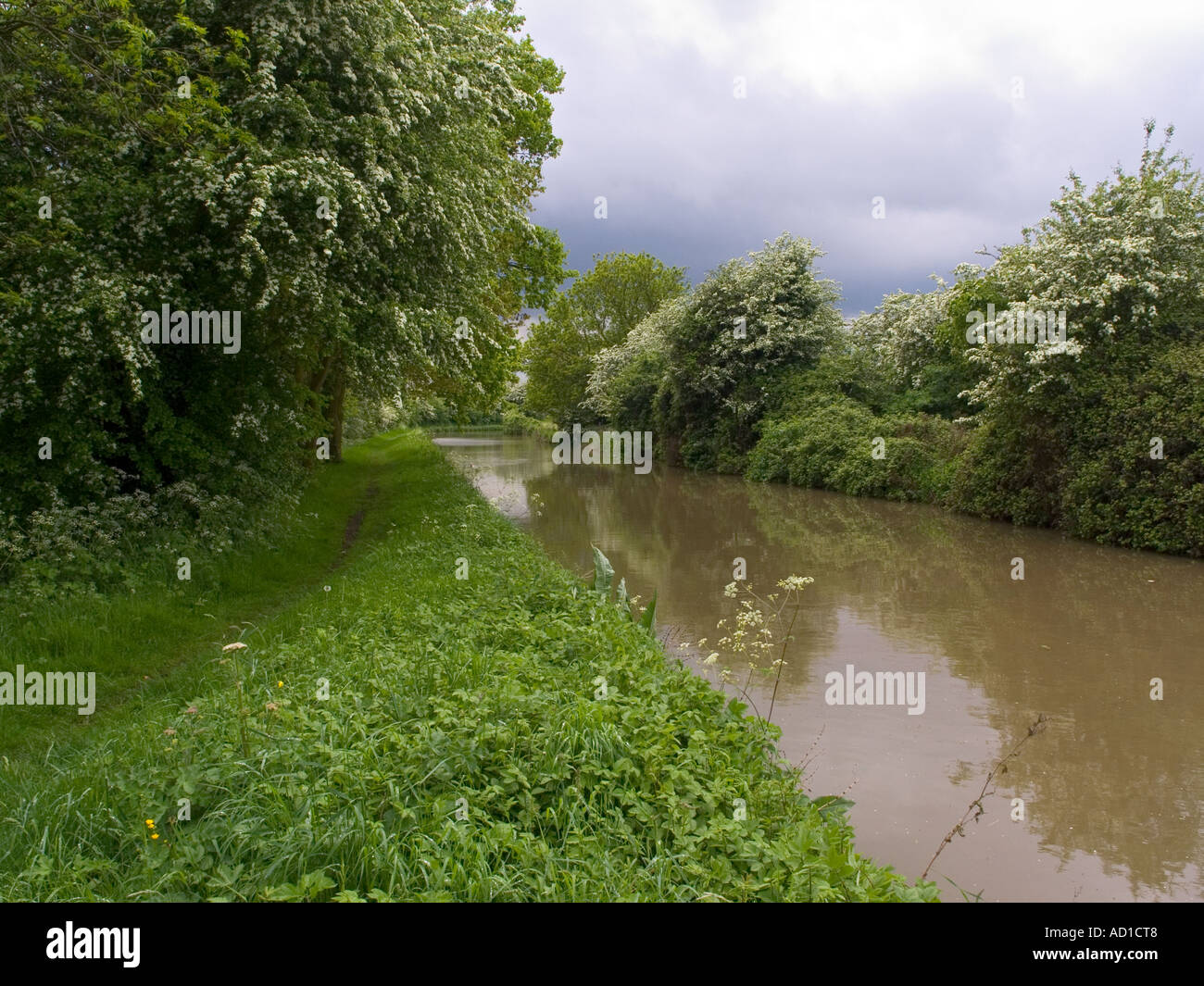 May blossom along the Oxford canal in the Midlands of England Stock ...