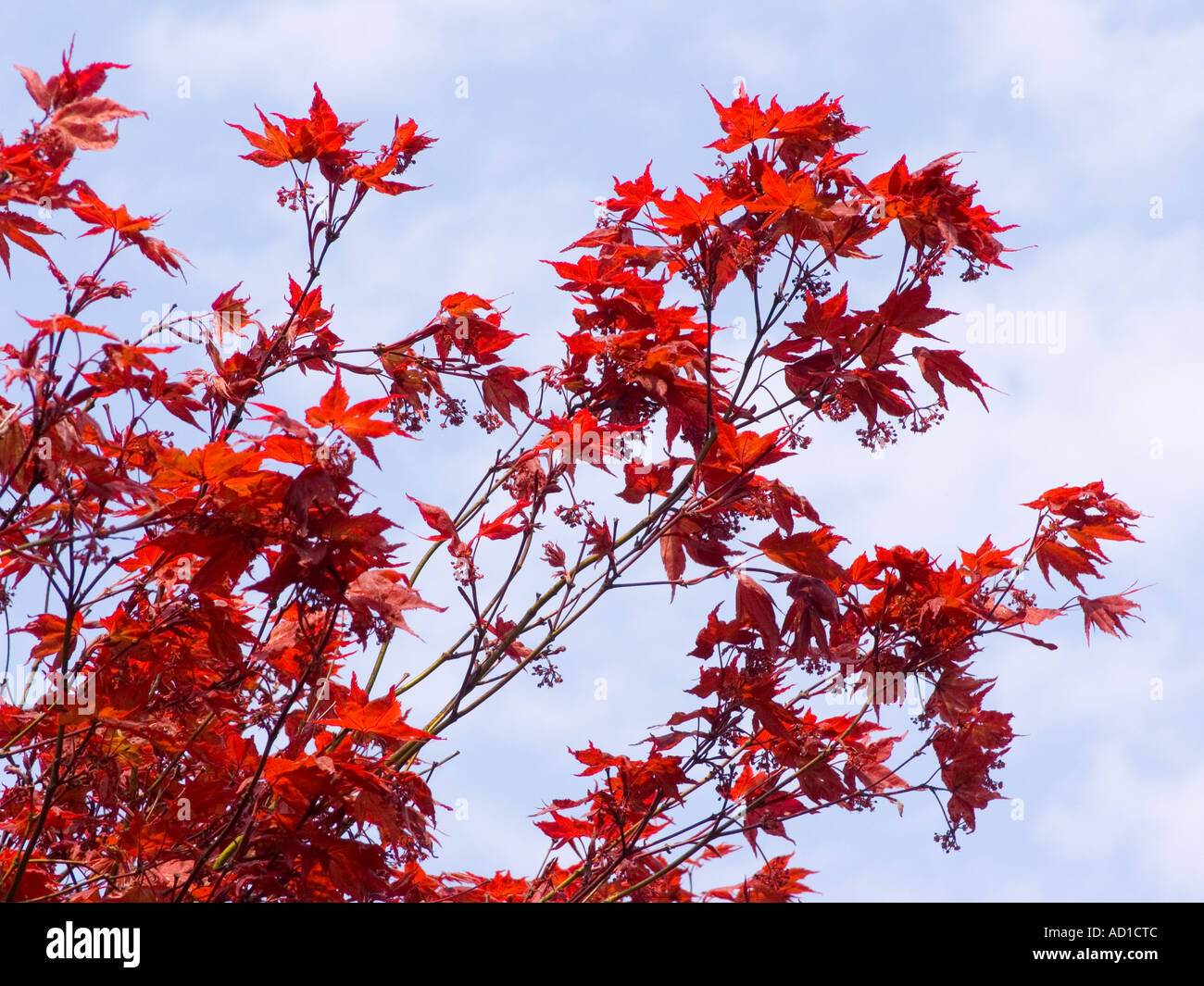 May leaves hi-res stock photography and images - Alamy