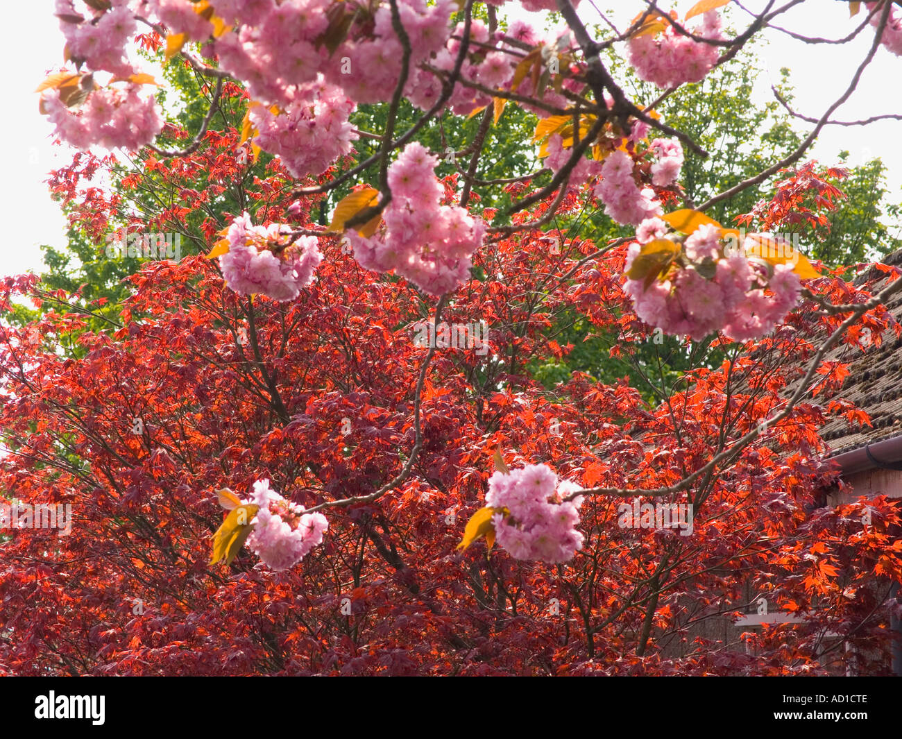 Riot of plants hi-res stock photography and images - Alamy