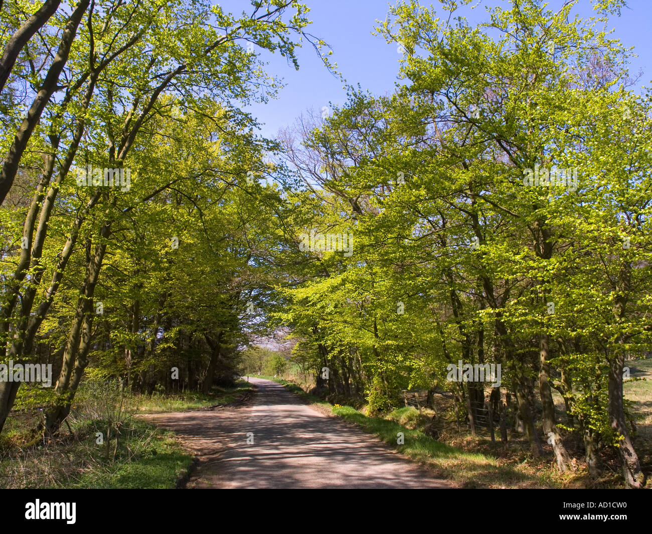Road in Fife at Springtime in Scotland Stock Photo - Alamy
