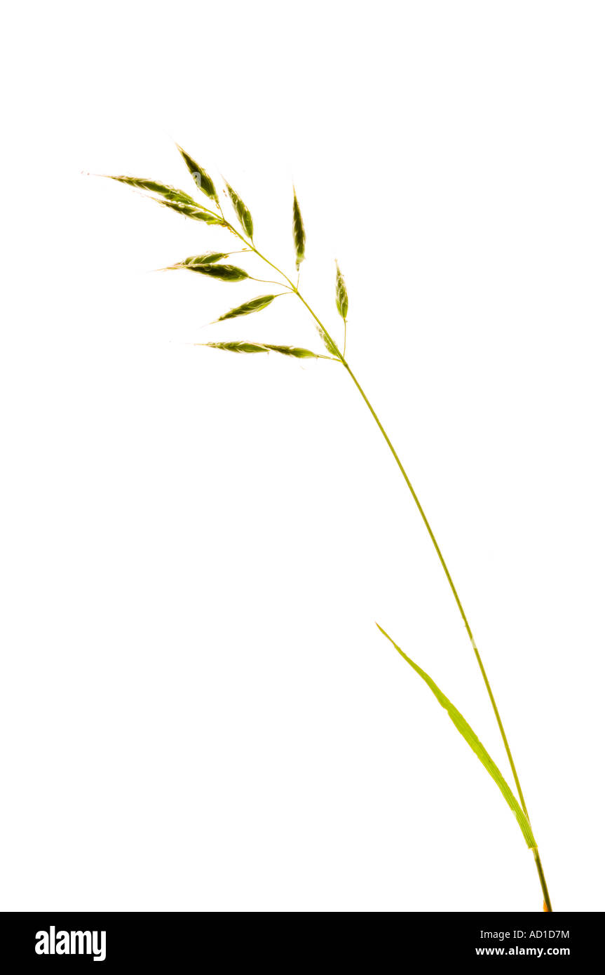 Meadow brome hi-res stock photography and images - Alamy