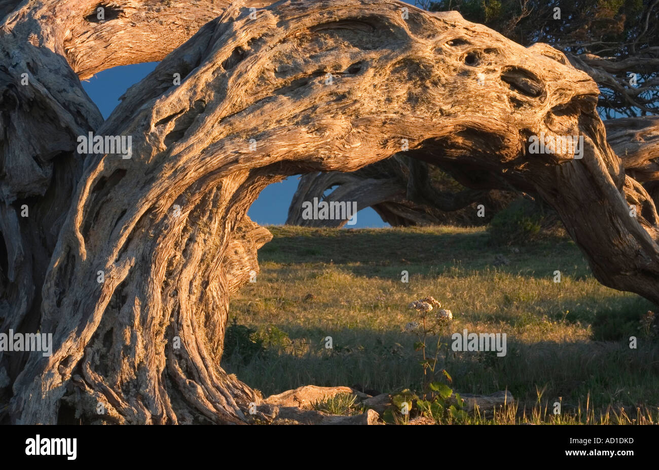 The famous wind twisted Juniper trees - juniperus turbinata canariensis ...